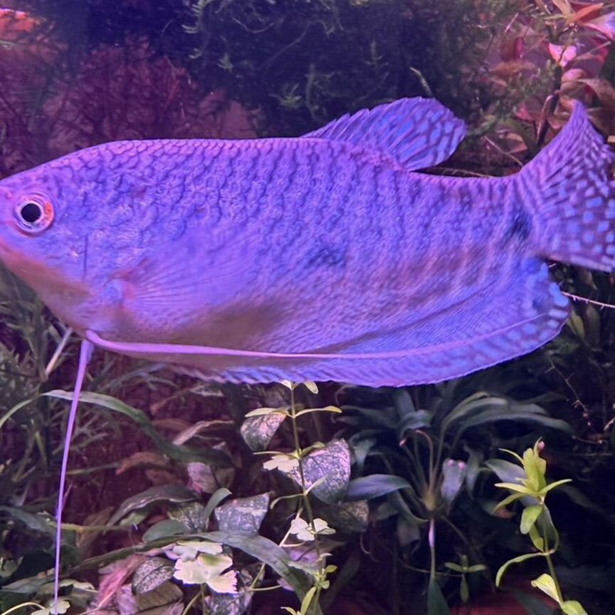 Гурами двухточечный в хорошие руки