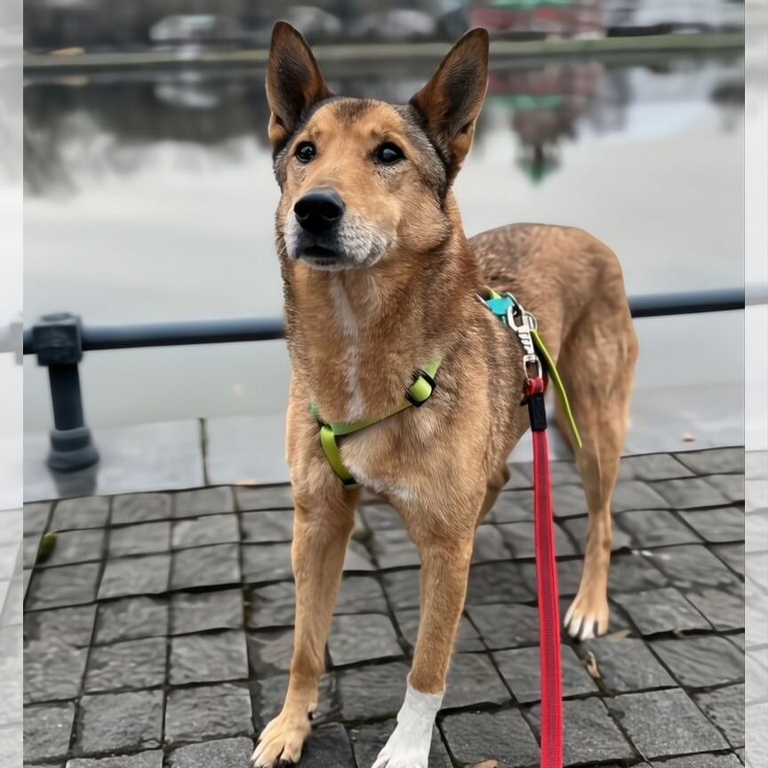 Взрослая собака в добрые руки