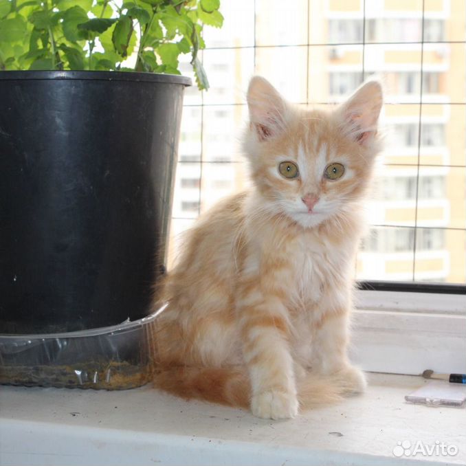 Рыжий котенок кошечка в дар