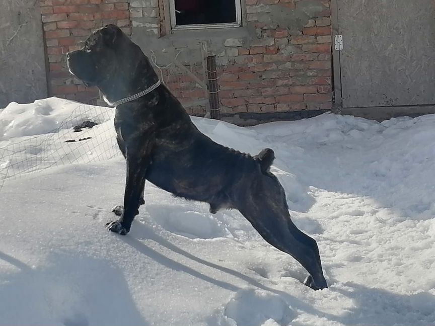 Кобель вязка кане корсо