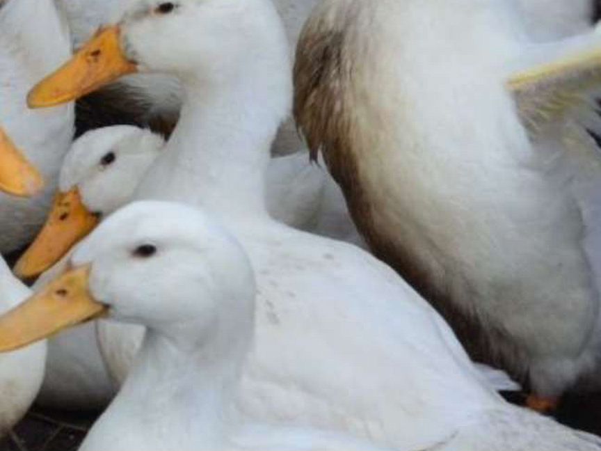 Утки большие