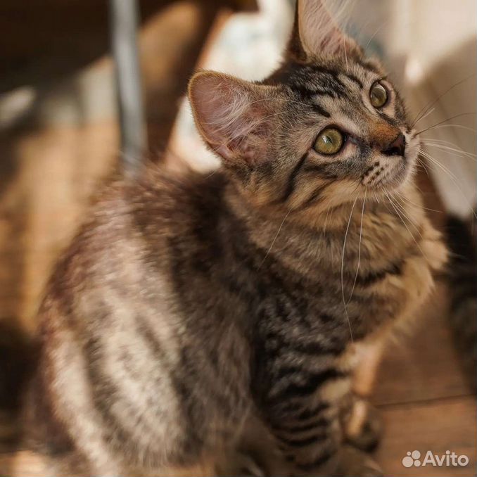 Котенок Рысенок ищет дом