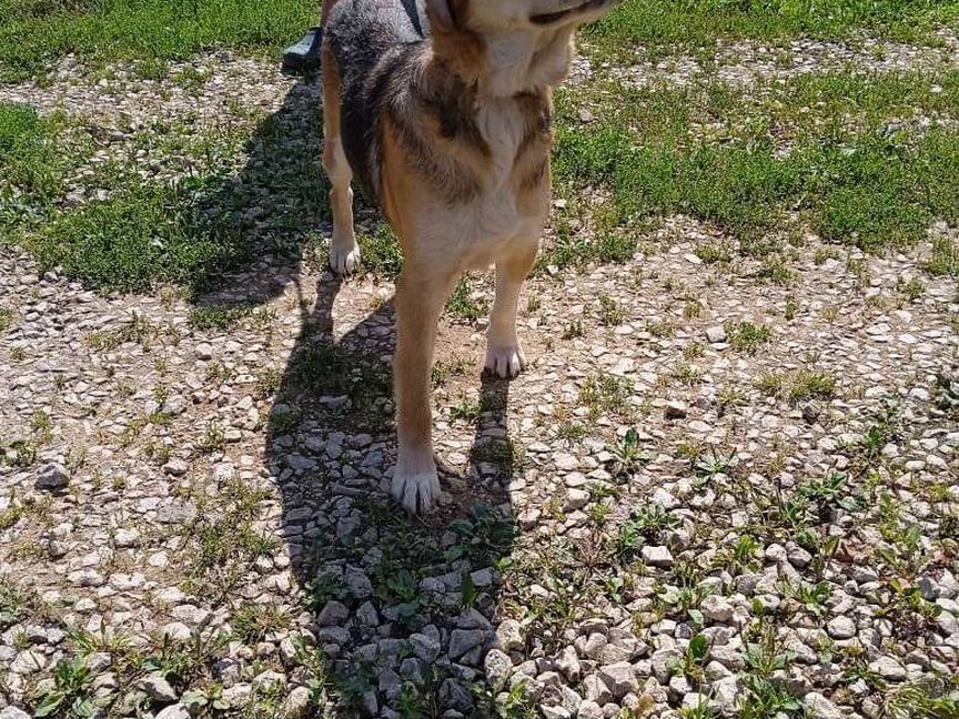 Собаки бесплатно в добрые руки