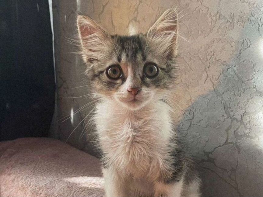 Котята вислоухие
