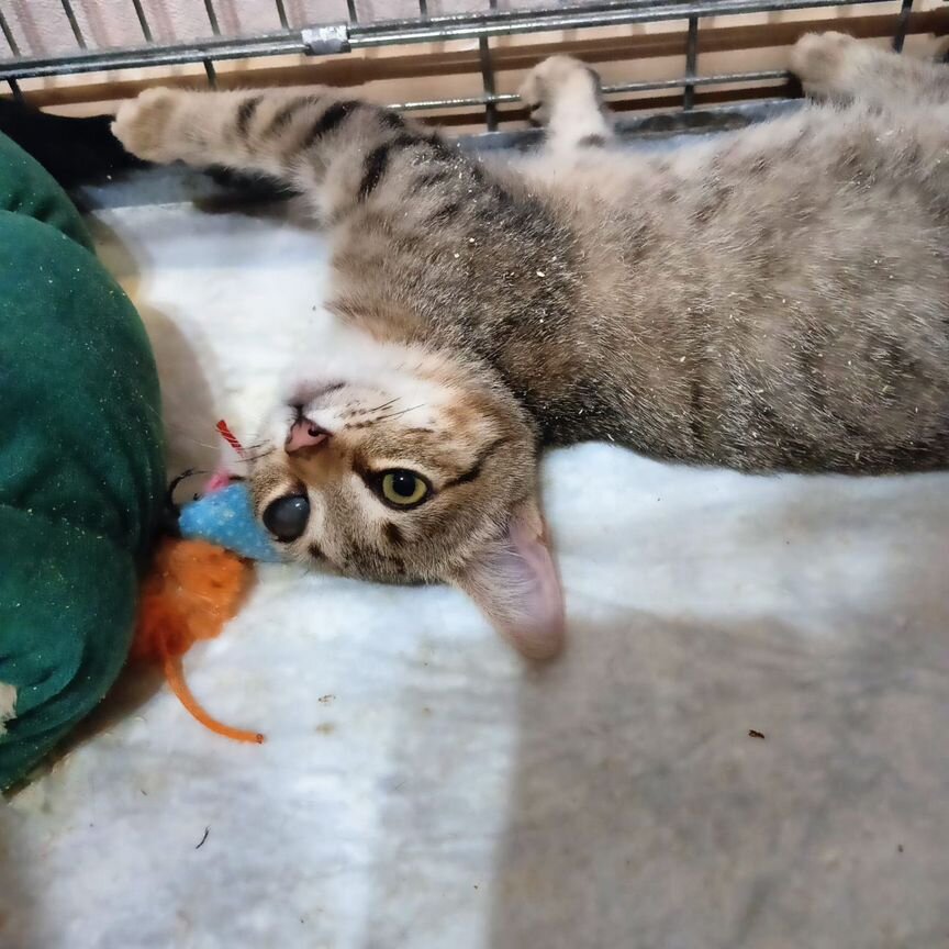 Котята