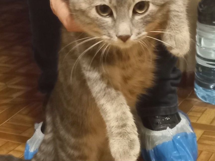 Котенка выкинули из машины. Нужен дом