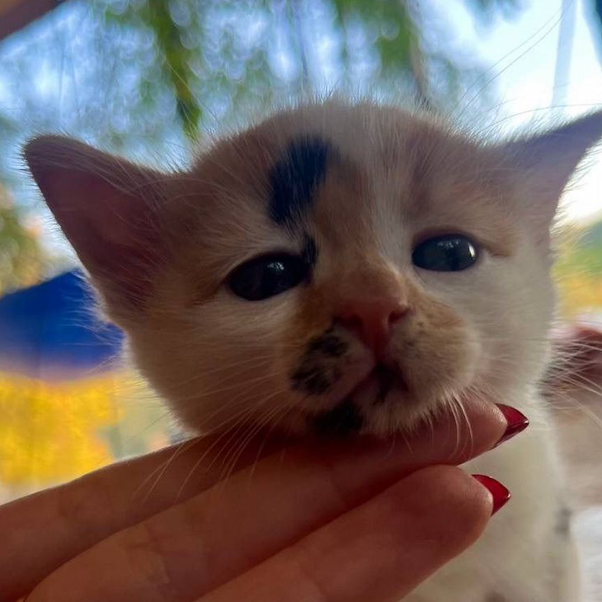 Котёнок Адольфина, девочка, трёхшёрстная