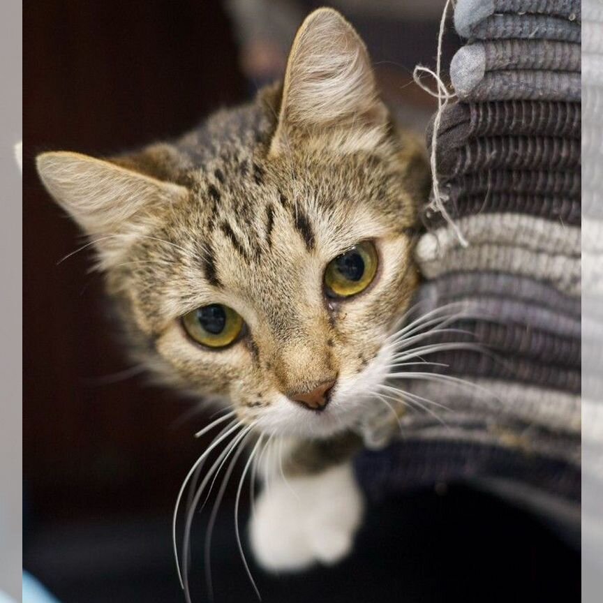 Пожалуйста заберите кошечку домой