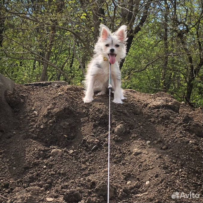 Отдаем щенка - милашку