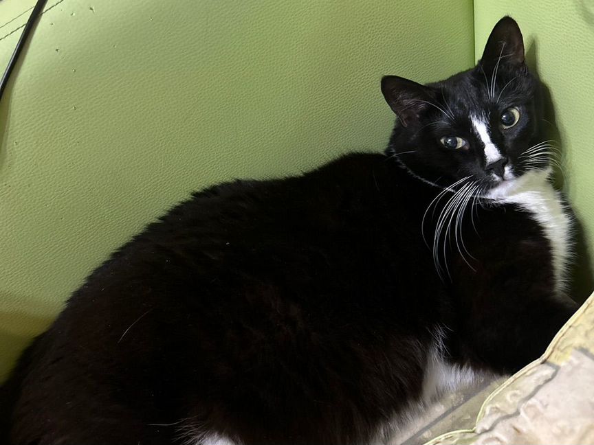 Отдам кота бесплатно