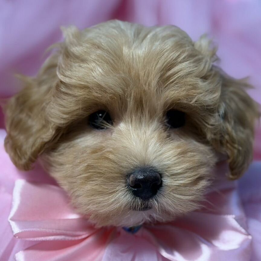 Мальтипу, щенок