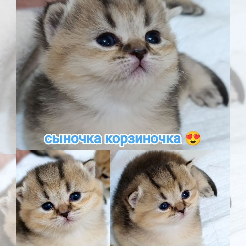 Британский короткошёрстный котёнок