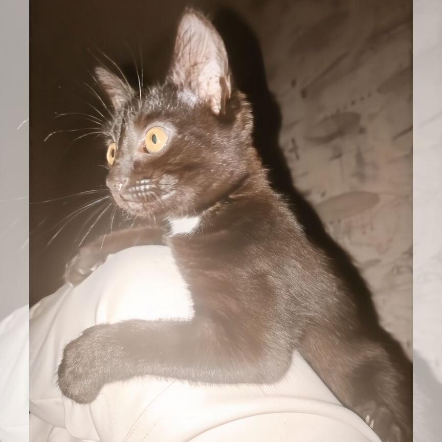 Котёнок в добрые руки