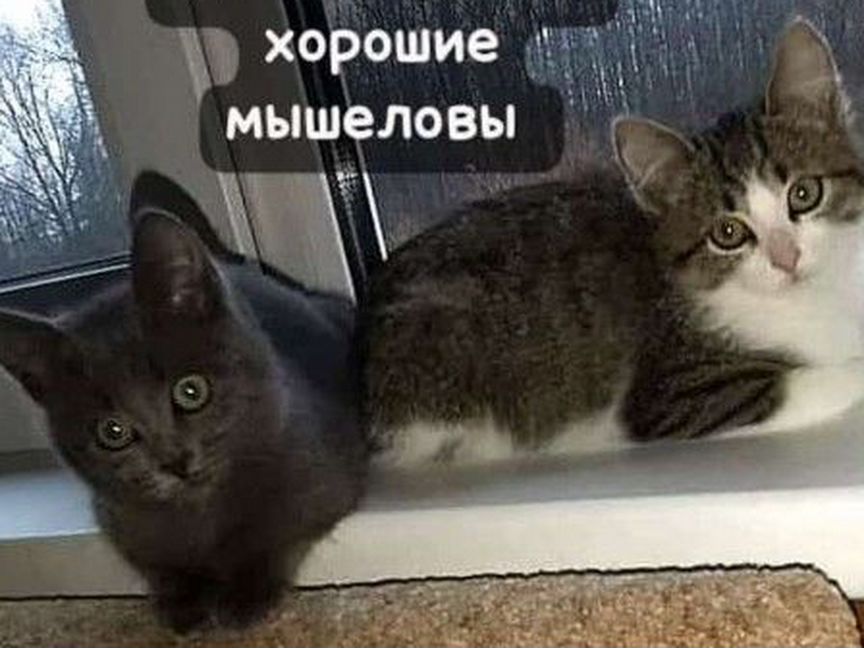 Кошки в добрые руки