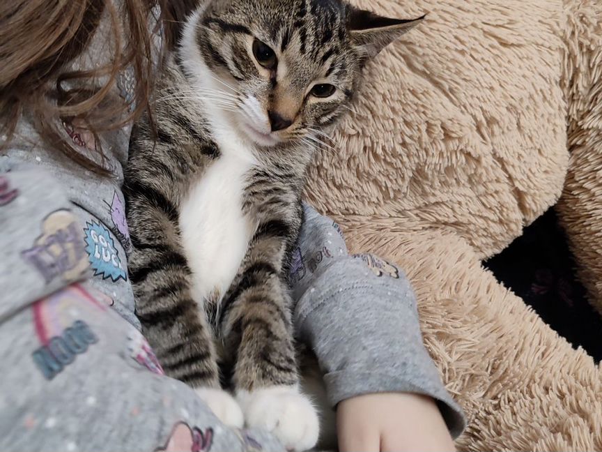 Кот