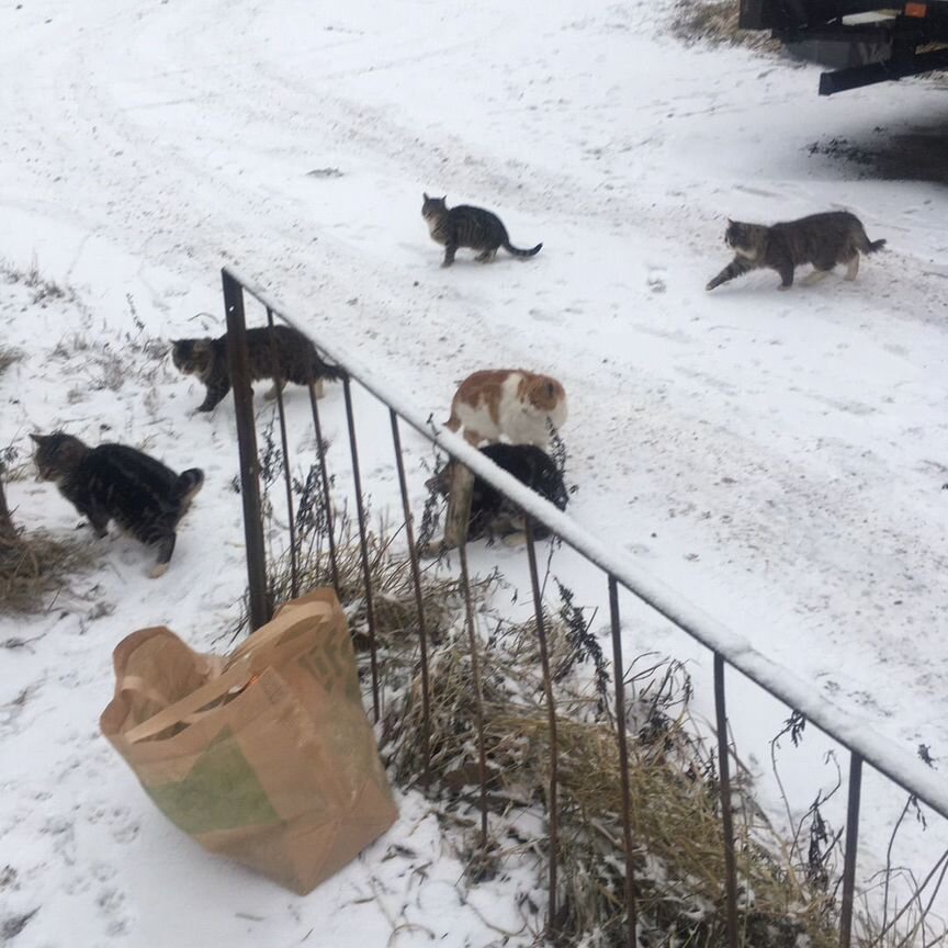 Кошки и собаки