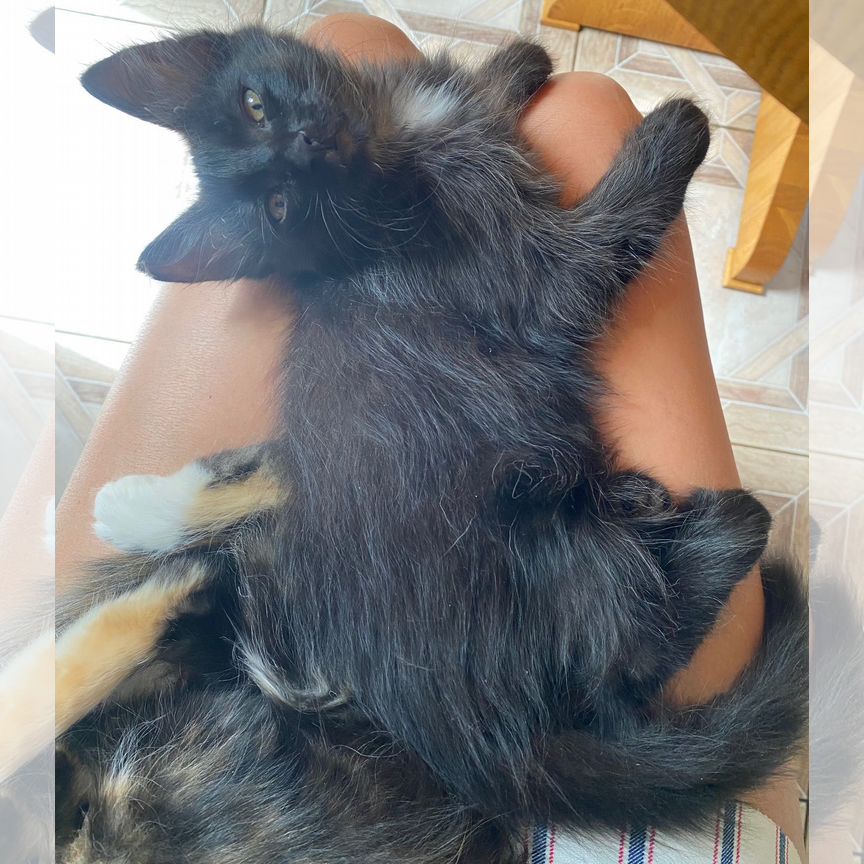 Котёнок от частного владельца