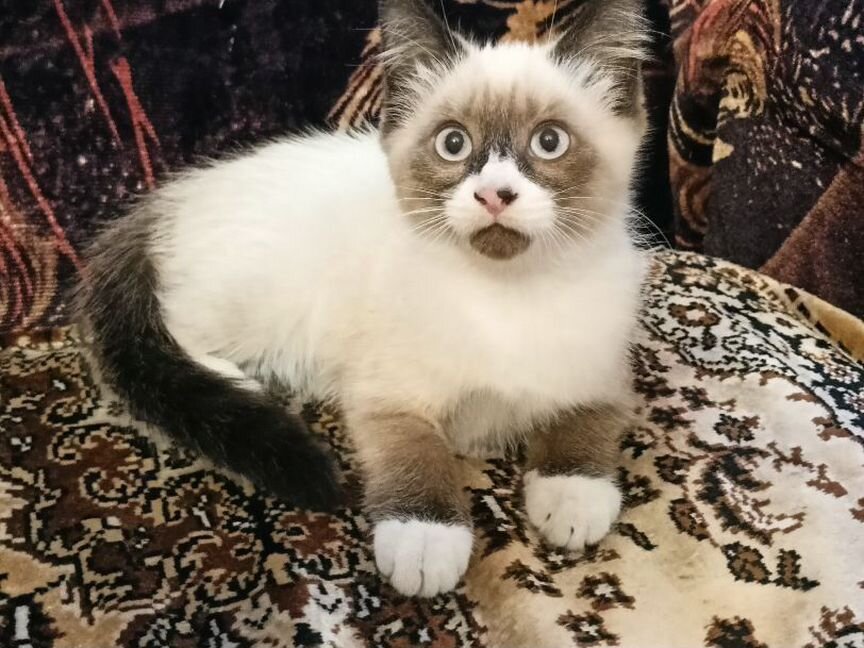 Кот в доброе руки