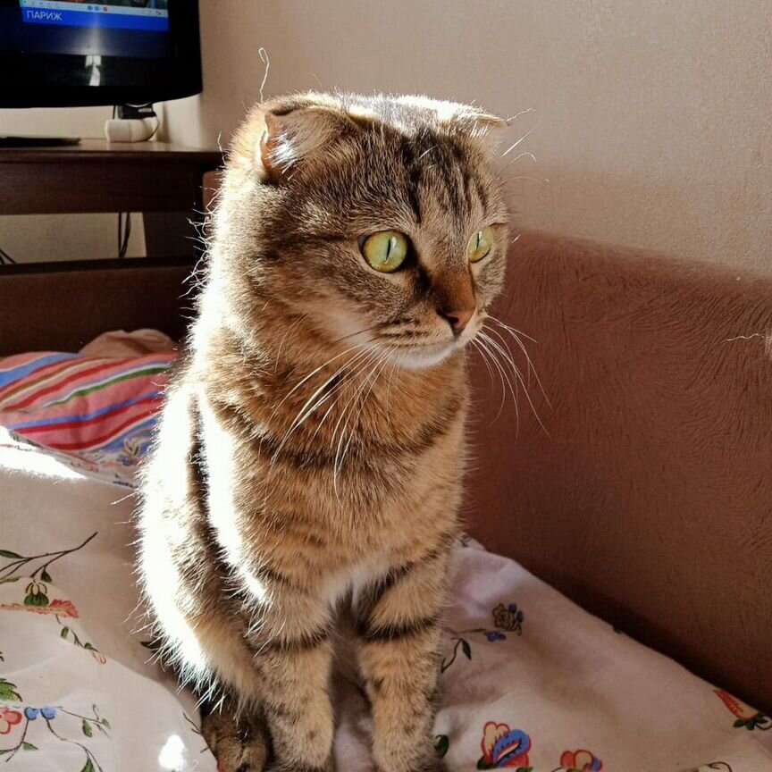Кошки в добрые руки бесплатно