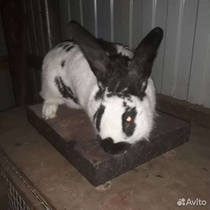 Кролик строкач