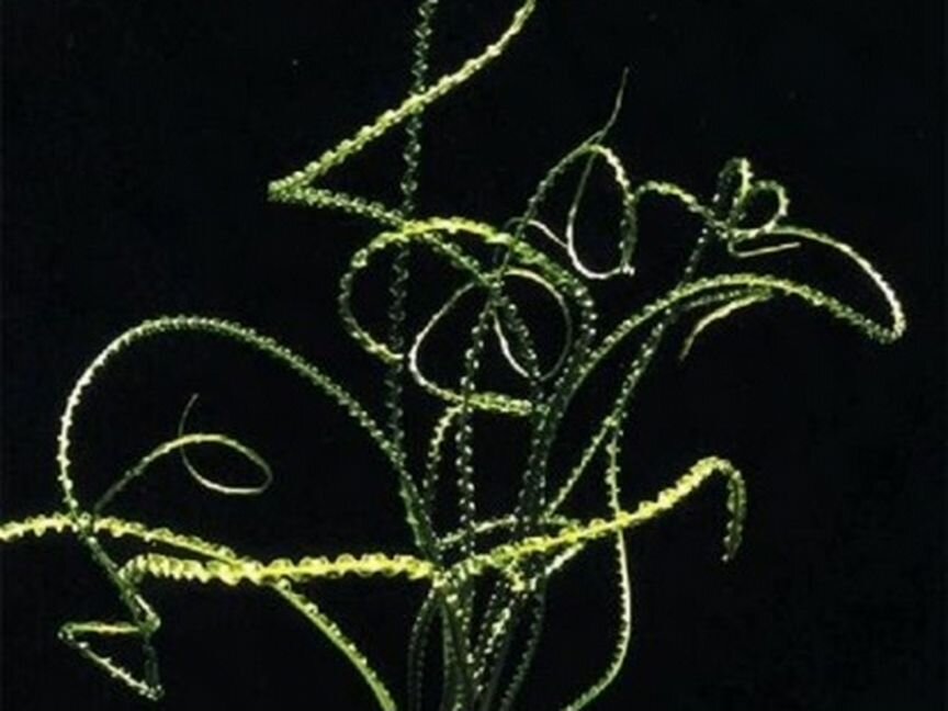 Кринум волнистый -несколько растений