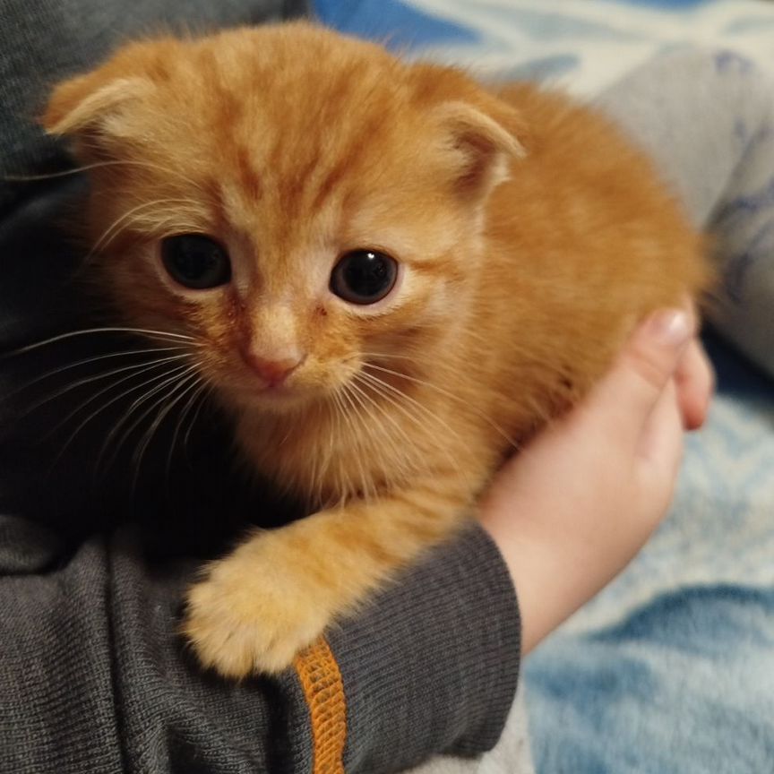 Рыжий котенок