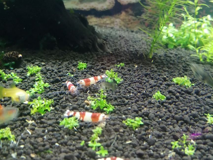 Аквариумные креветки красный кристалл