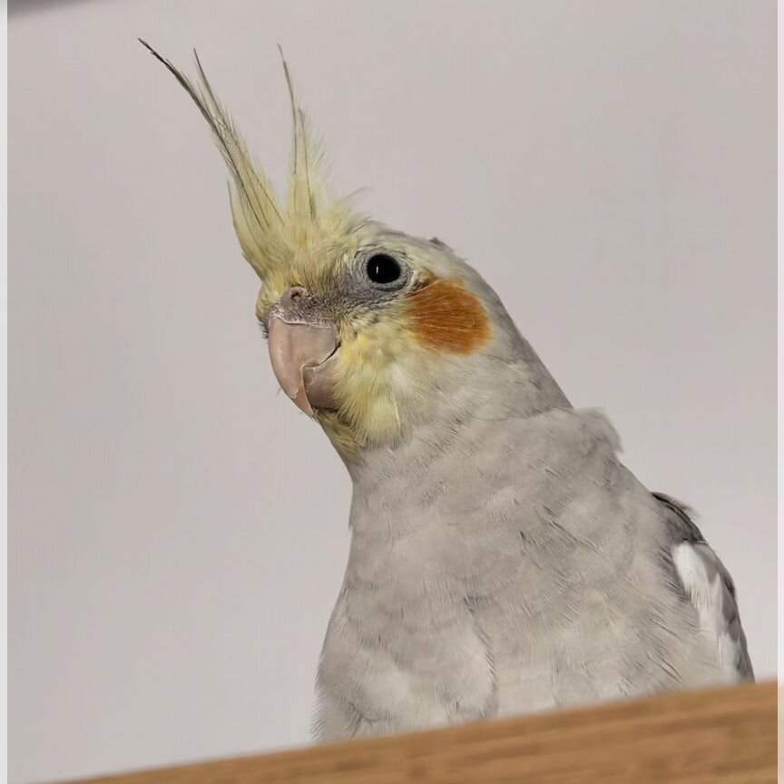 Попугай корелла птенец ручной