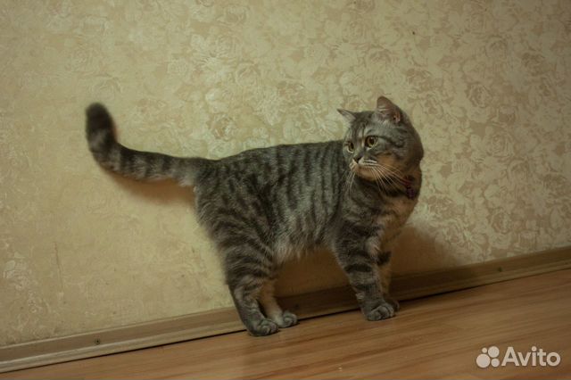 Отдам в хорошие руки шотландскую кошку