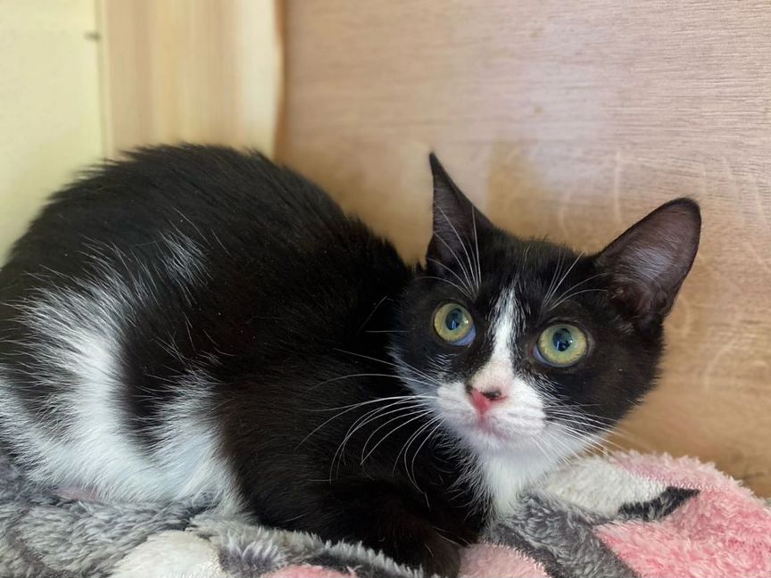 Котенок девочка