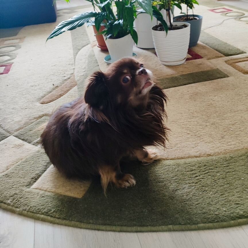 Отдаю в хорошие руки