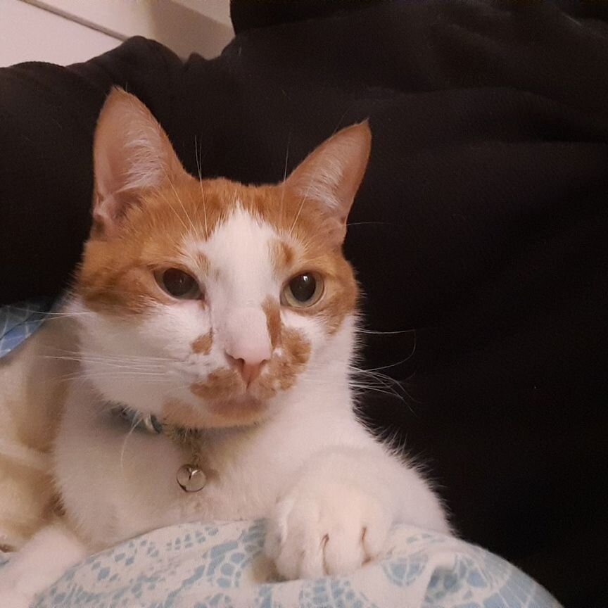 Отдам кота 6 лет