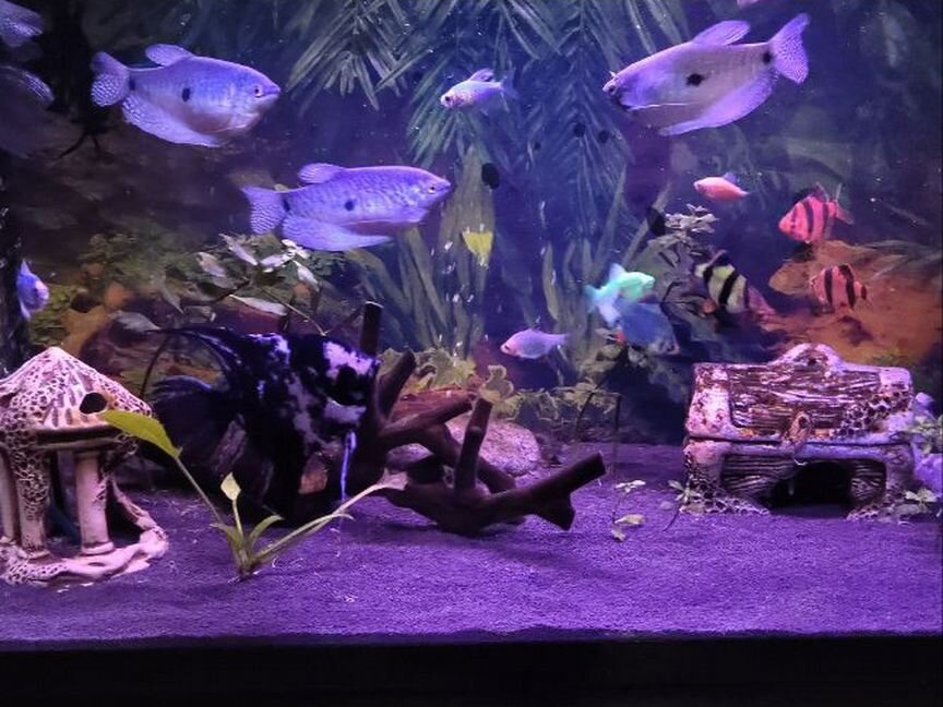 Аквариумные рыбки