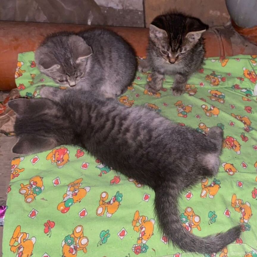 Котята в добрые руки бесплатно