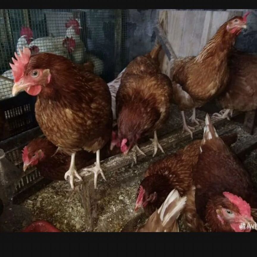 Куры несушки