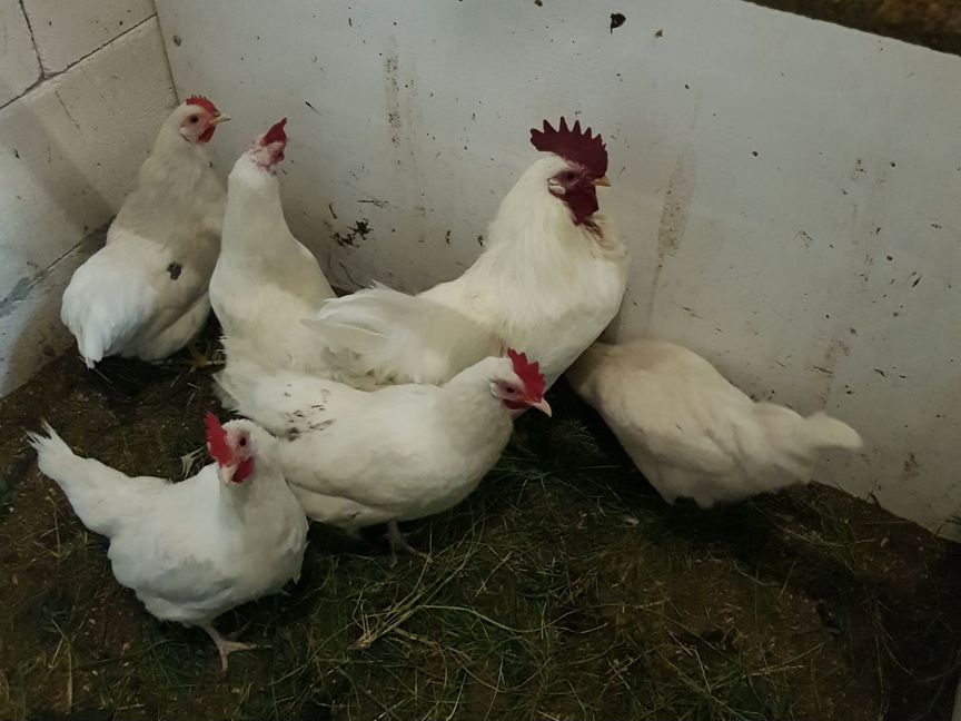 Мини леггорны