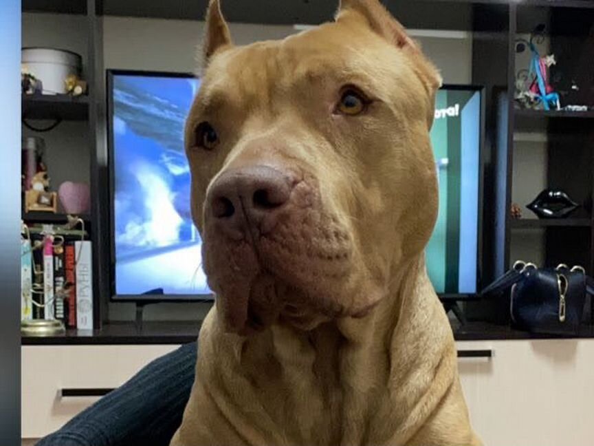 Американский питбуль