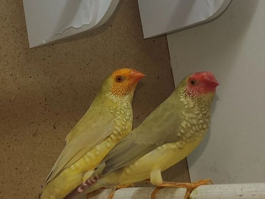 Тростниковый астрильды