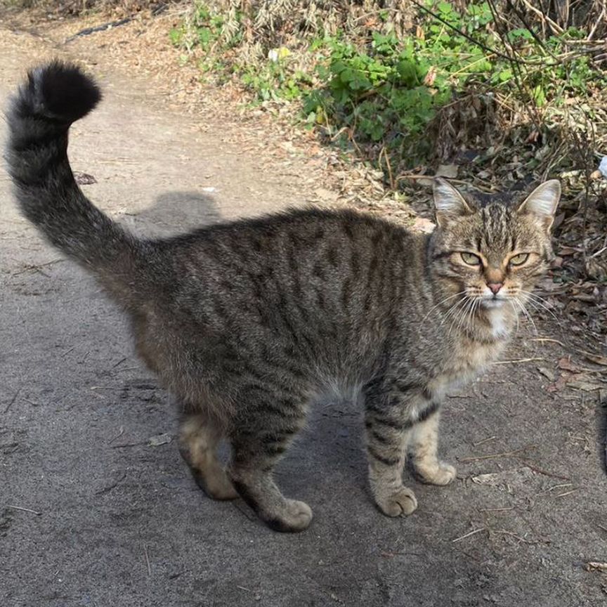 Кошечка в подъезде плачет