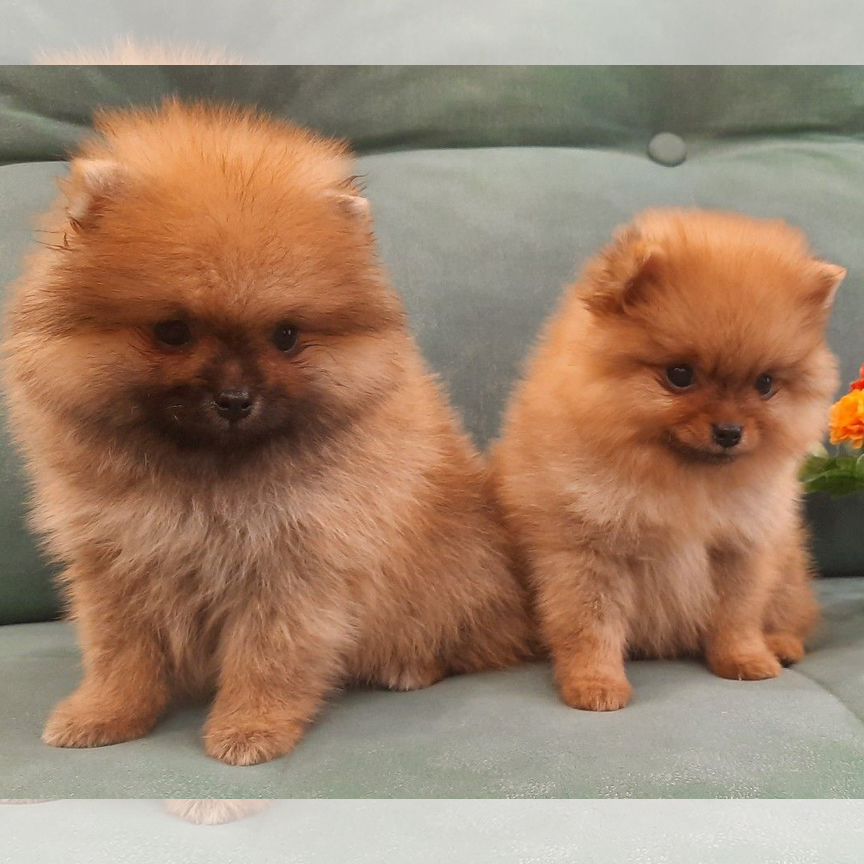 Рыжие комочки