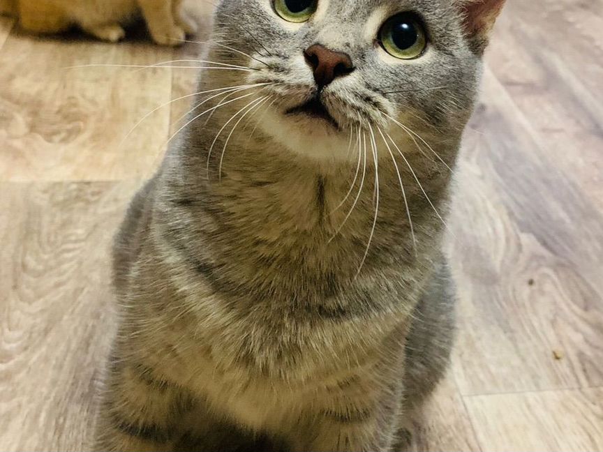 Котик серый ищет дом