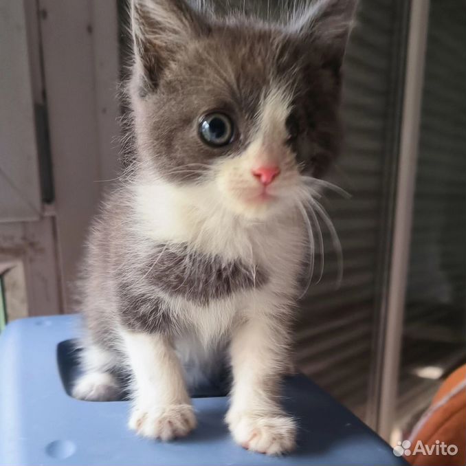 Котёнок Пчёлка Майя начинает поиск своей хозяйки