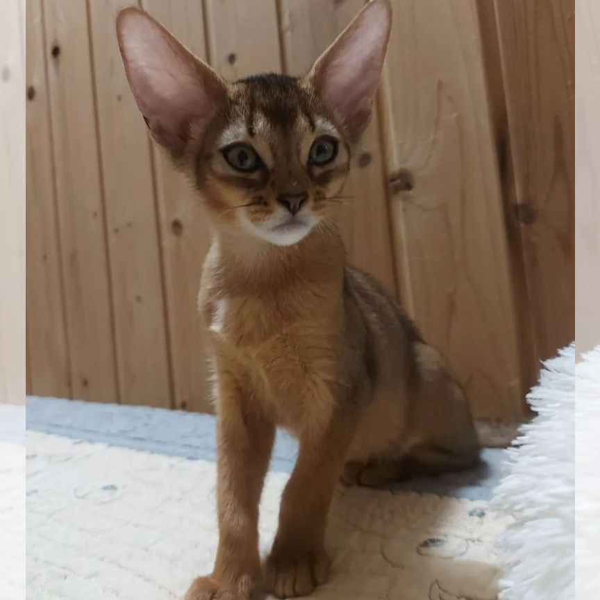 Абиссинский котёнок