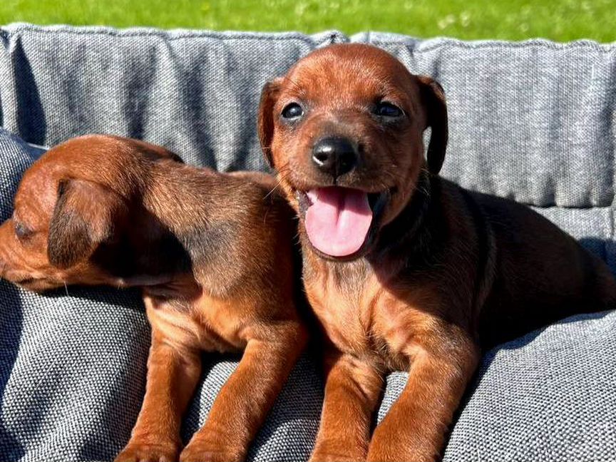 Цвергпинчер девочки щенки