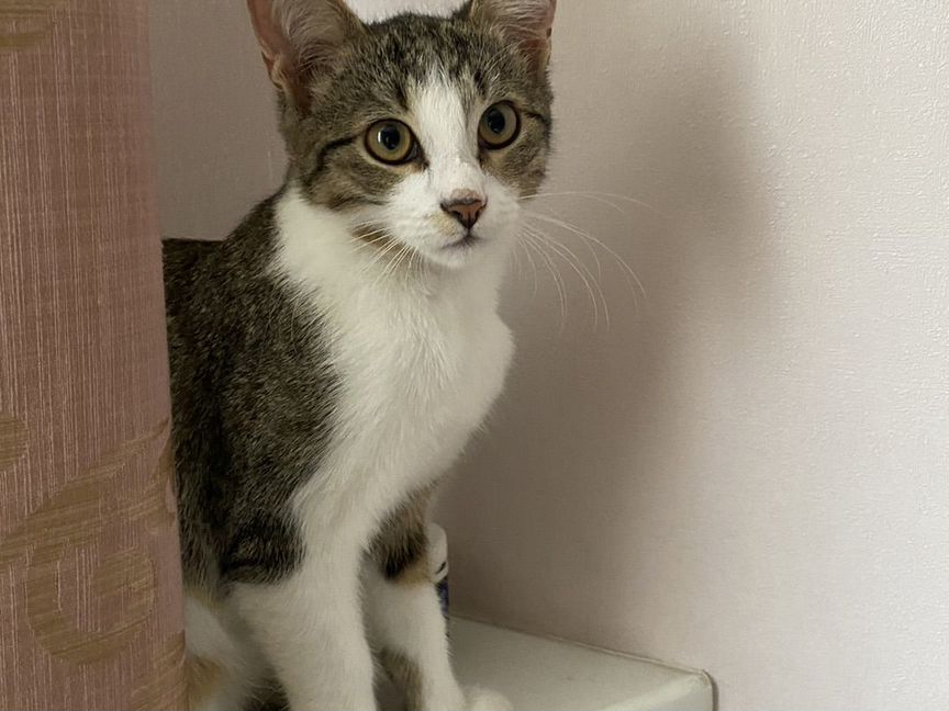 Котенок в добрые руки