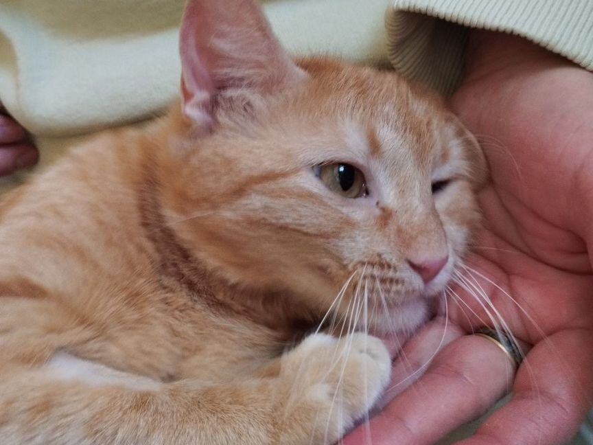 Кошка