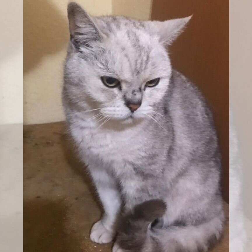 Взрослый кот в добрые руки