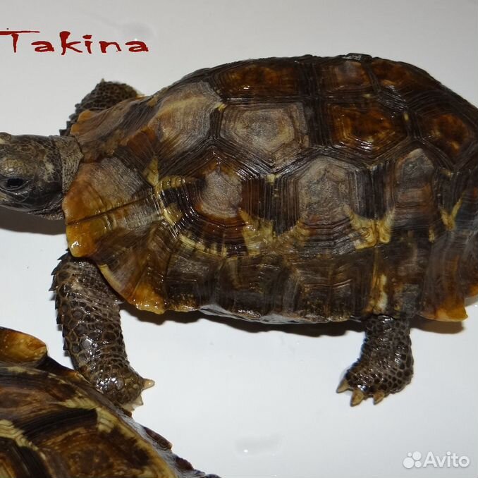 Черепаха Сухопутная