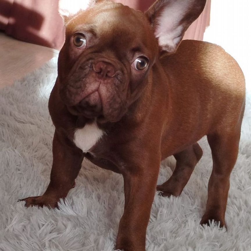 Французский бульдог, щенок