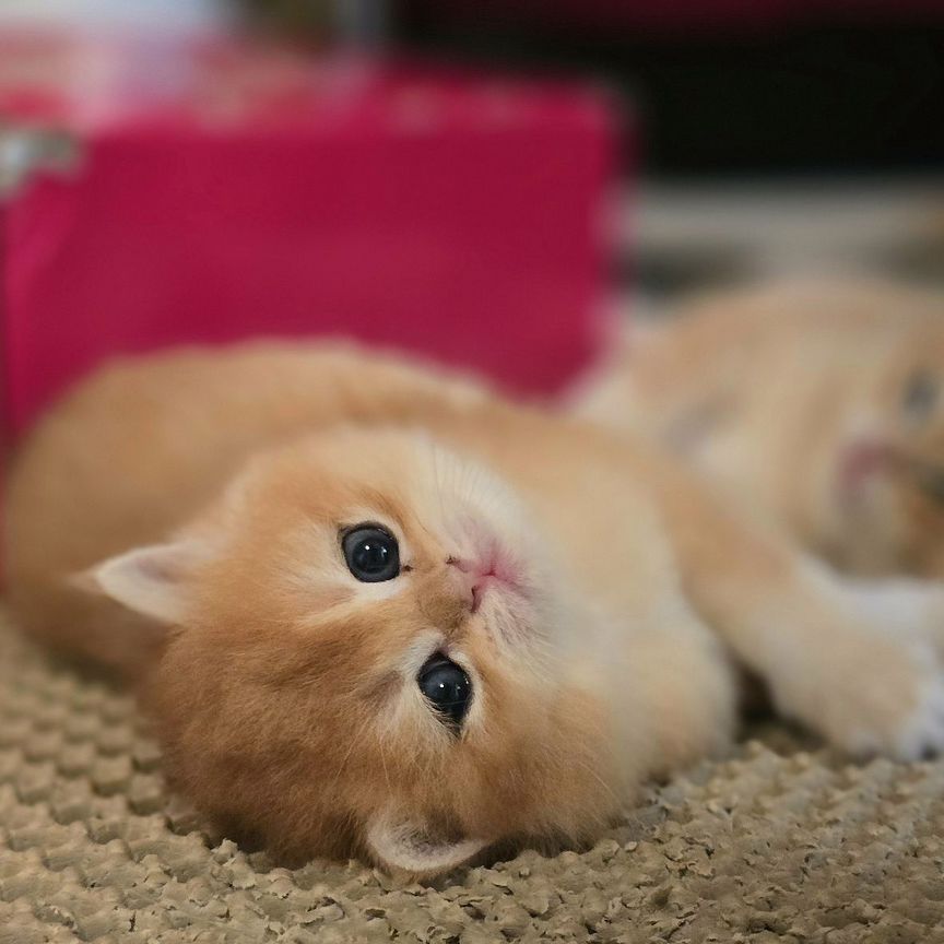 Котята"Золотая шиншилла"